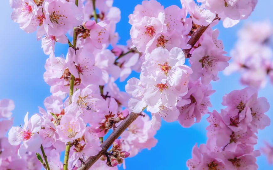 樱花桌面壁纸图片_4K桌面壁纸