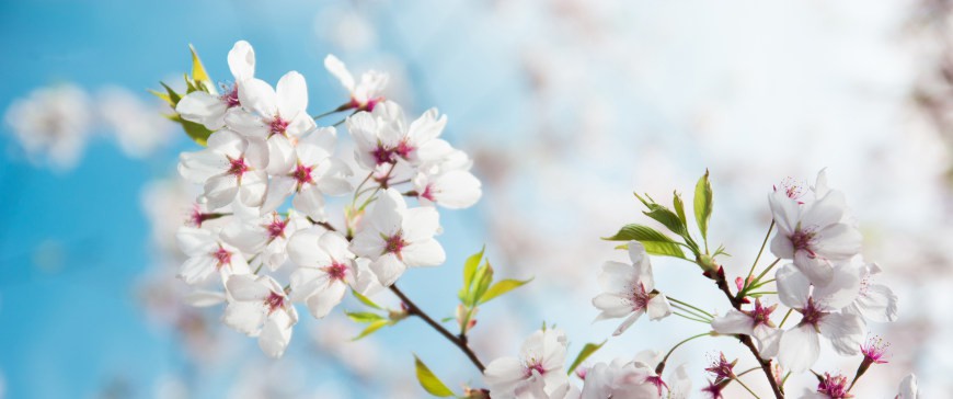 樱花桌面壁纸图片_4K桌面壁纸