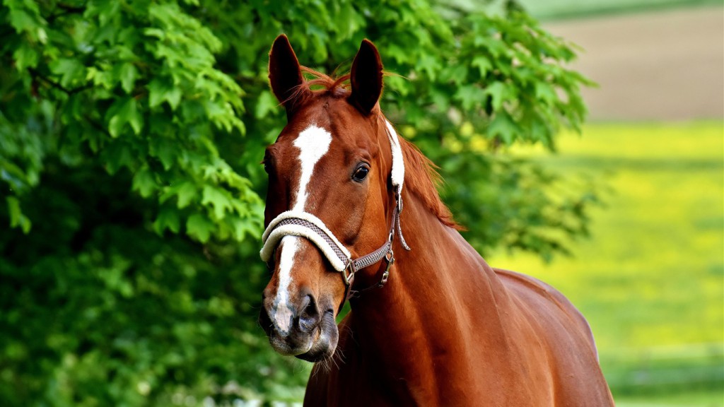 野马桌面壁纸图片_4K桌面壁纸