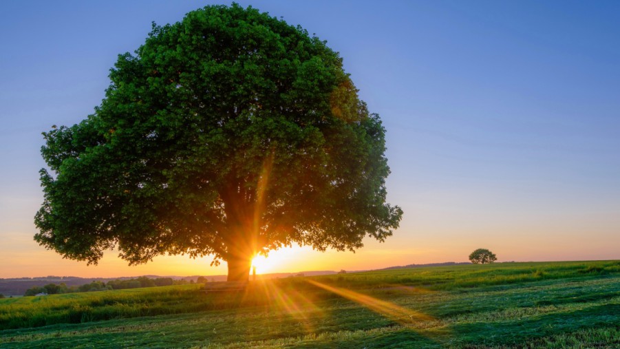 草地桌面壁纸图片_4K桌面壁纸