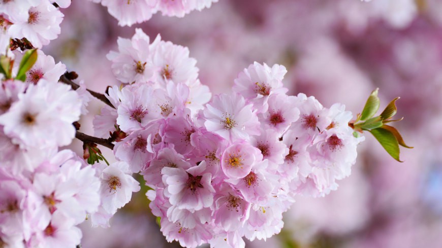 樱花桌面壁纸图片_4K桌面壁纸